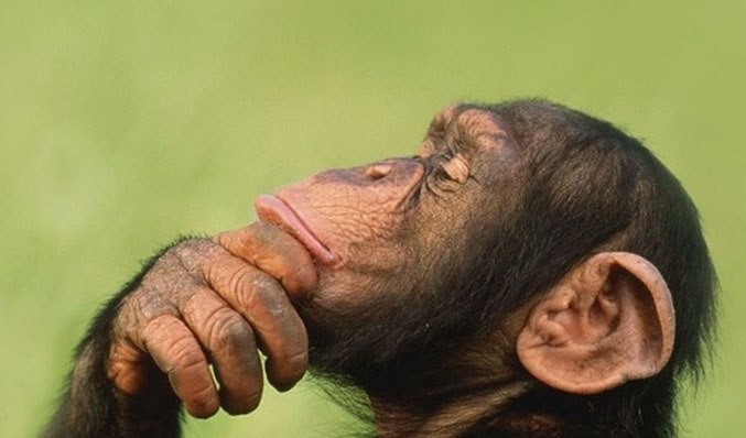 If monkeys could talk - Bitrafmix If monkeys could talk - Bitrafmix