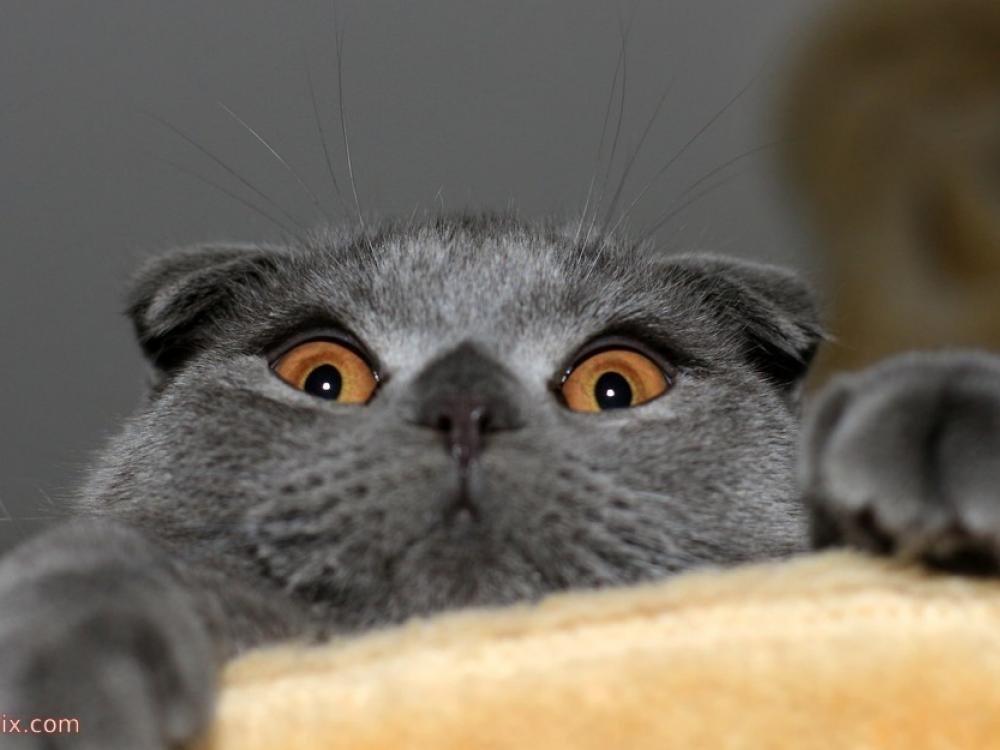 Fanny Cats. 15 pics (Collection #15) - Bitrafmix