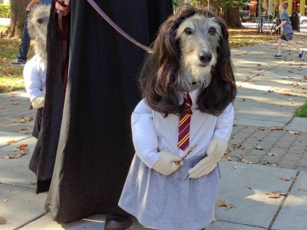 Fanny Dogs. 15 pics (Collection #3) - Bitrafmix