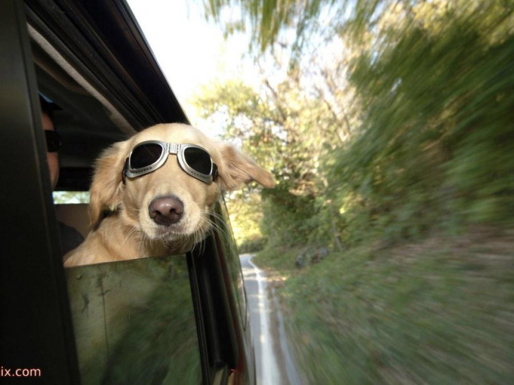 Fanny Dogs. 15 pics (Collection #4) - Bitrafmix